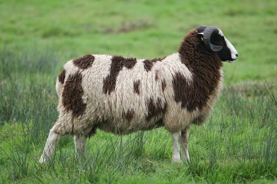 Moutons